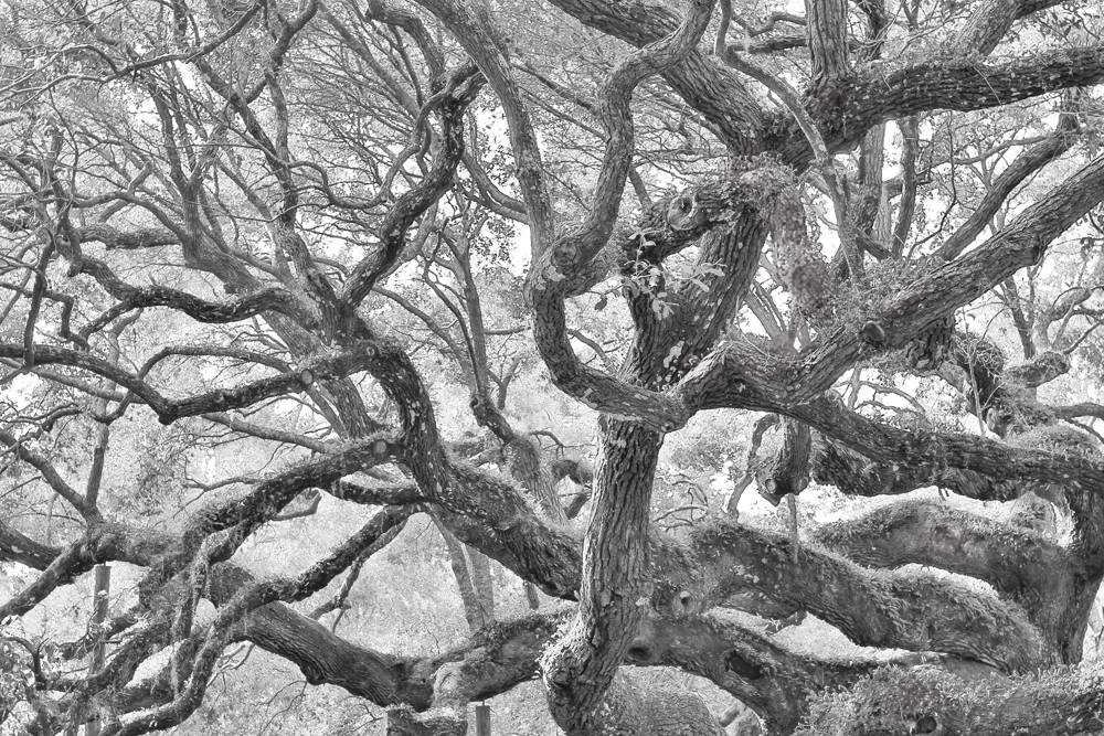 B&W Angel Oak Tree Abstraction, Tree Photography, Black and White Tree ...
