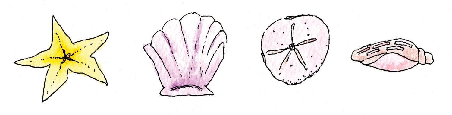 Shell Themed - Note Cards - Hand-drawn and Personalized Folded White ...