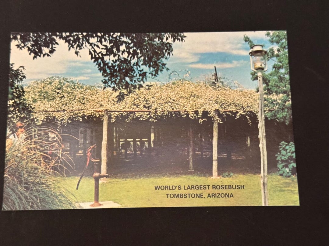 World's Largest Rose Bush Tombstone Arizona Postcard - Etsy