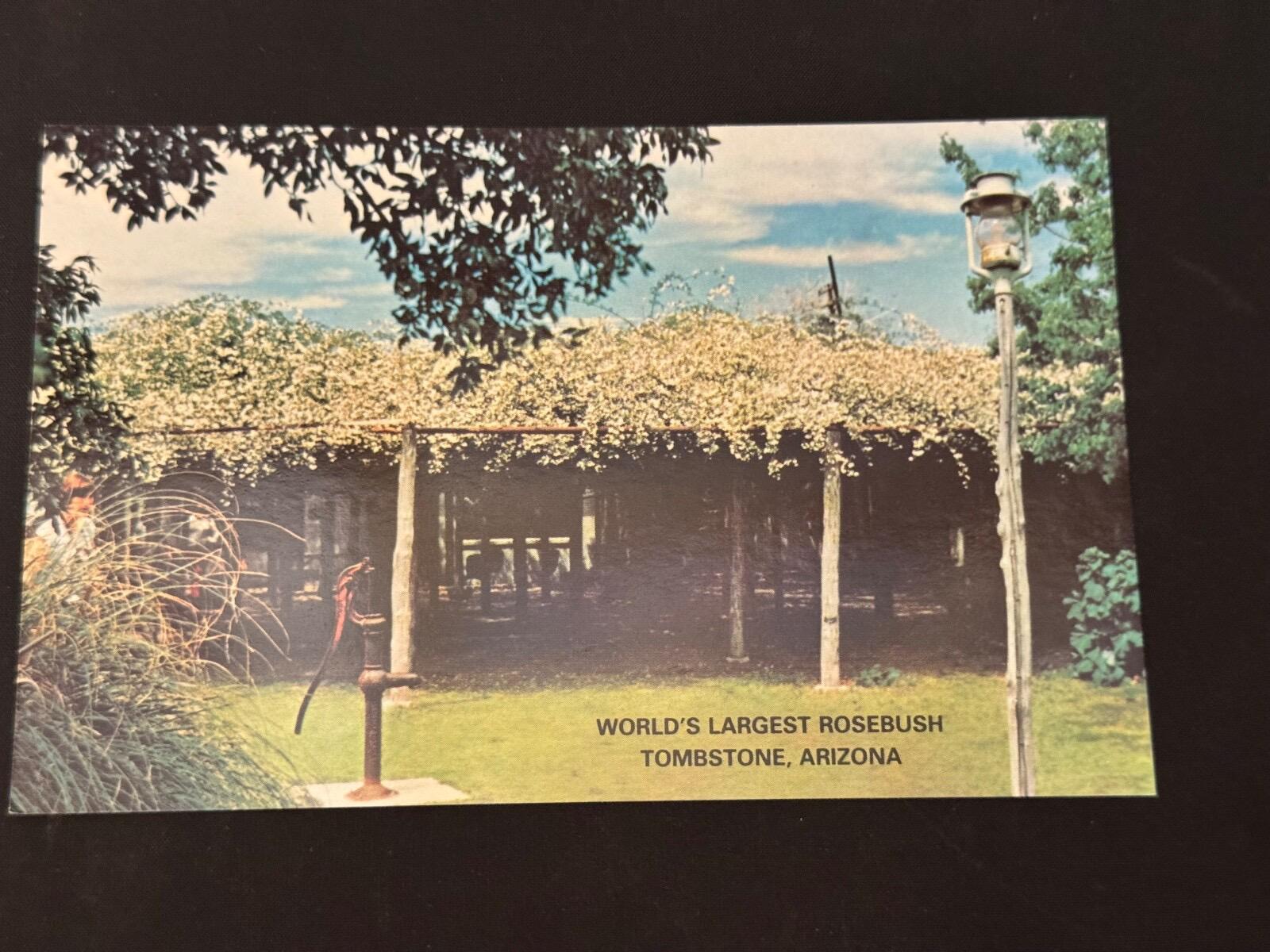 World's Largest Rose Bush Tombstone Arizona Postcard - Etsy