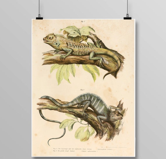 Antique reptile print Lizard poster Vintage lizard Vintage | Etsy
