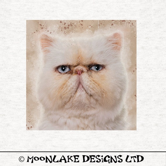 Grumpy Persian Cat