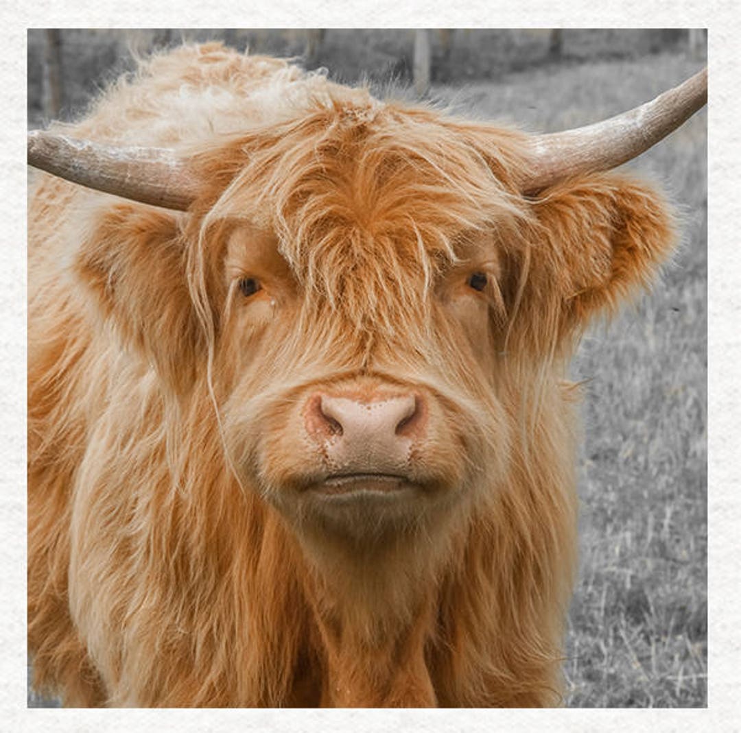 Highland Cow Fabric Panel Craft Panels in 100% Cotton or Polyester - Etsy