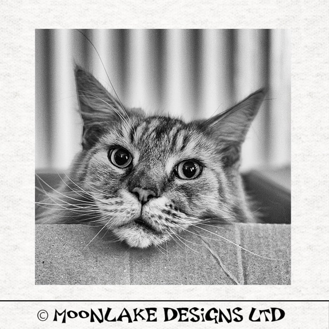 Maine Coon Cat in a Box, Fabric | Upholstery | Sewing | Craft | Printed ...