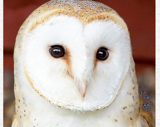 Boreal Owl Panel 36x43 Quilt Fabric Panel by David Textiles 100% Cotton ...