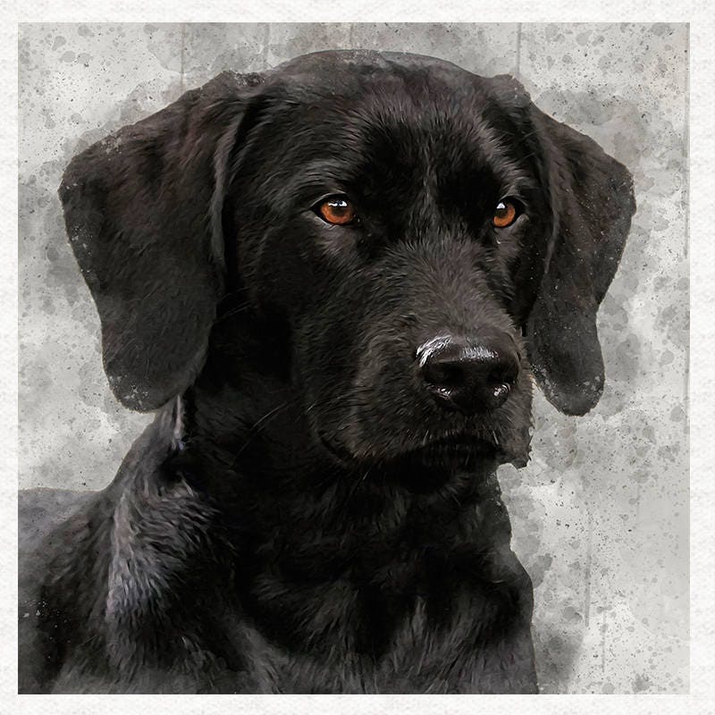 Black Labrador Portrait, Watercolour Splatter |fabric Craft Panels in ...