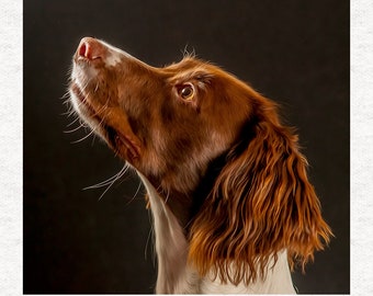 Brown Welsh Springer Fabric Welsh Springer Spaniels by Dogdaze Welsh ...