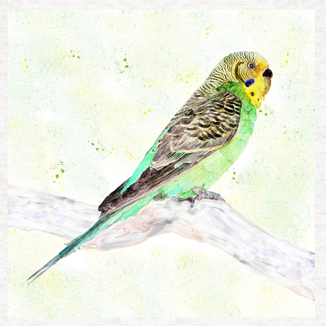 Budgerigar, Green Budgie or Blue Budgie,fabric Craft Panels in 100% ...