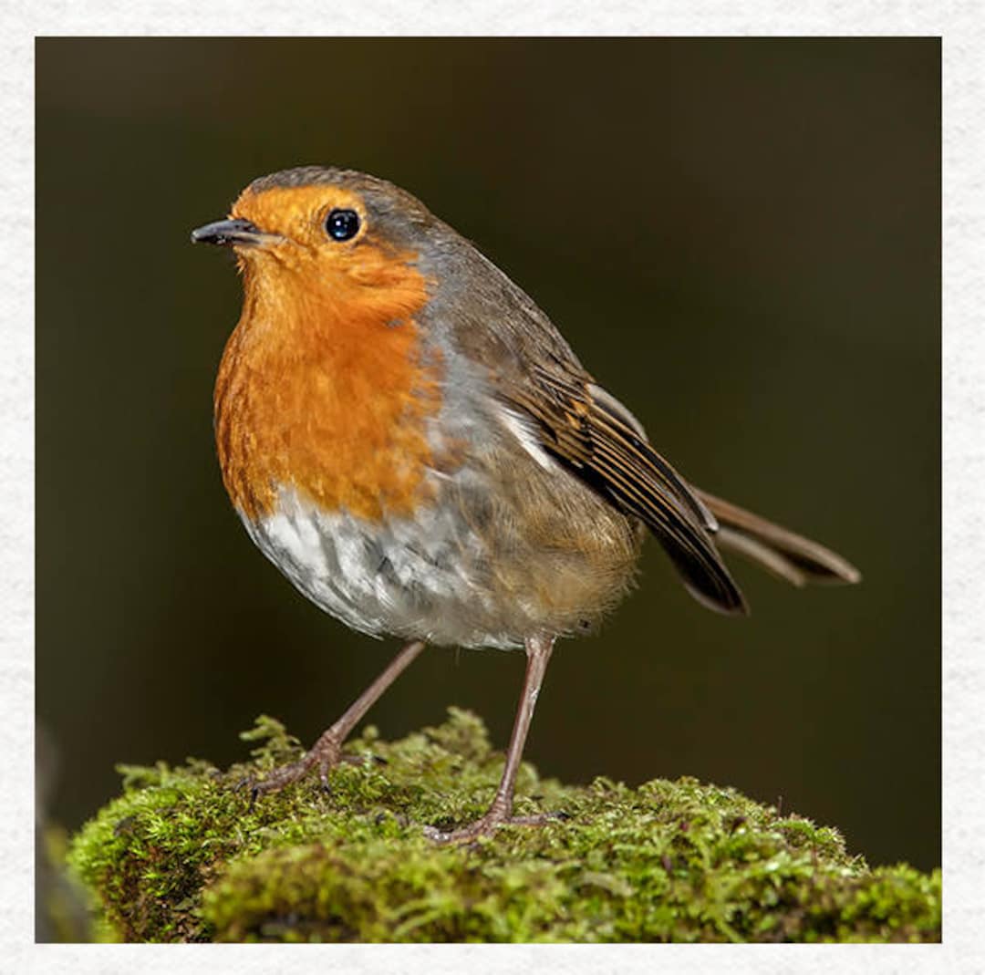 Robin. Black Background . | Fabric Craft Panels in 100% Cotton or ...