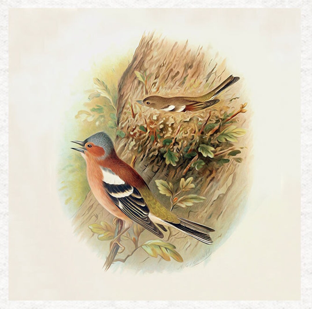Vintage Chaffinch Garden Bird ,fabric Craft Panels in 100% Cotton or ...