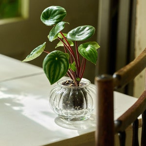 Small 'retro' Self-watering Glass Pot by Cup O Flora - Etsy