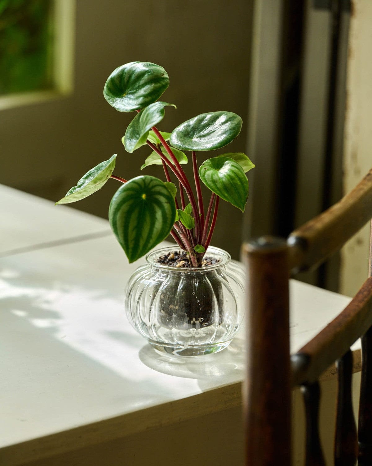 Small 'retro' Self-watering Glass Pot by Cup O Flora - Etsy