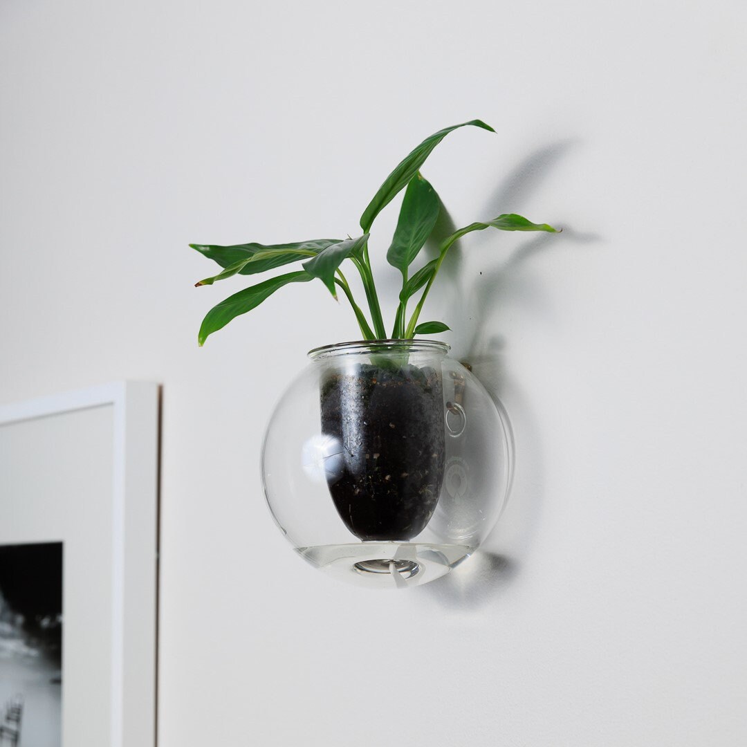 Wall-mounted Self-watering Glass Pot by Cup O Flora - Etsy