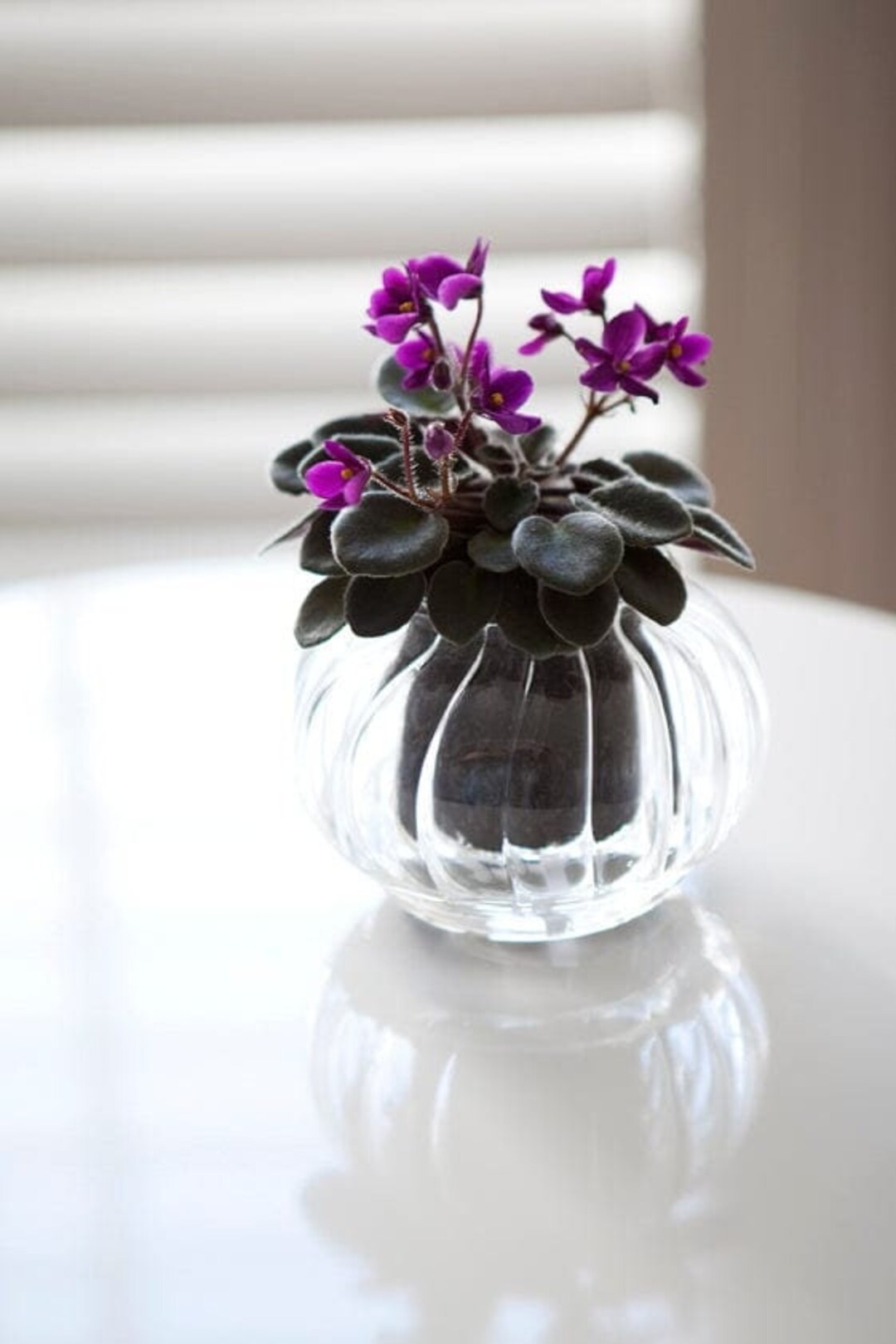Small 'retro' Self-watering Glass Pot by Cup O Flora - Etsy