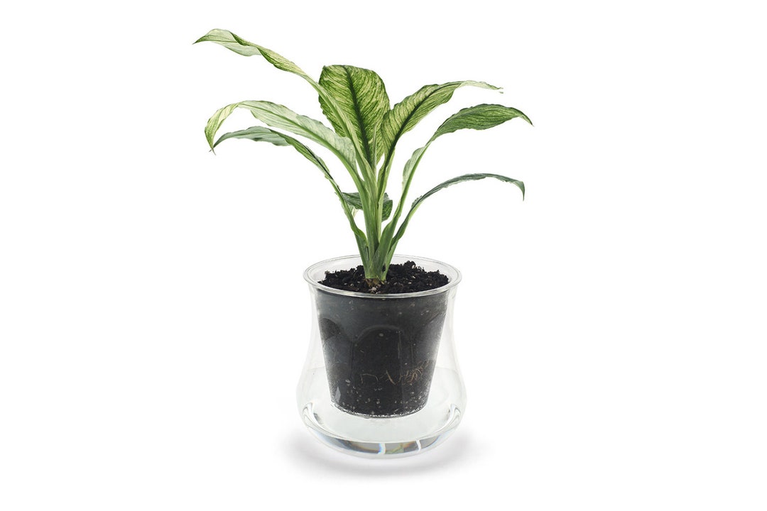 X-large Self-watering Pot by Cup O Flora - Etsy