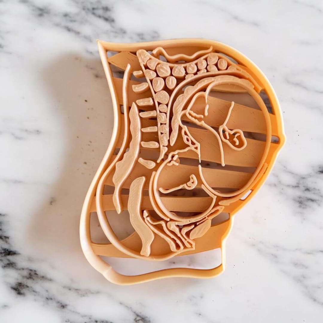 Pregnant Womb Fetus Anatomy Cookie Cutter - Maternity Cookie Cutter ...