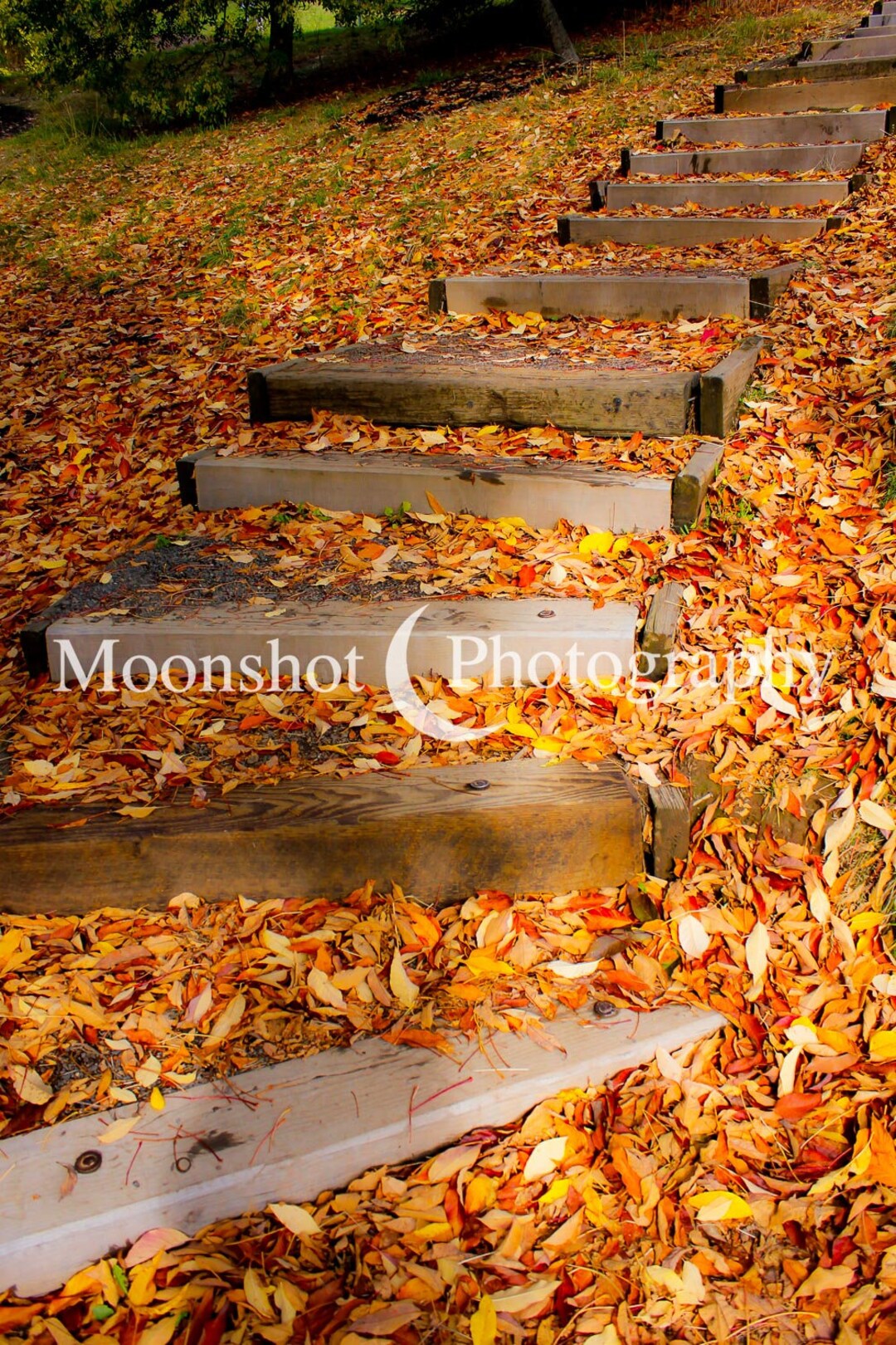 Leaves on Steps - Etsy