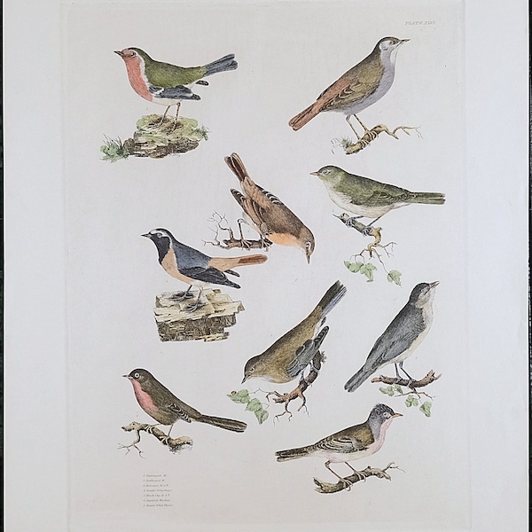 Hand Colored Etching Bird - Etsy