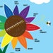 Color Wheel Flower Poster for Child-friendly Art Education // - Etsy