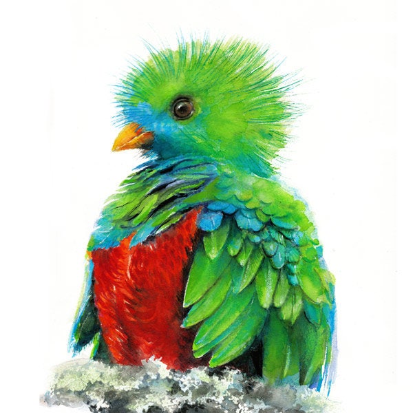 Quetzal - Etsy
