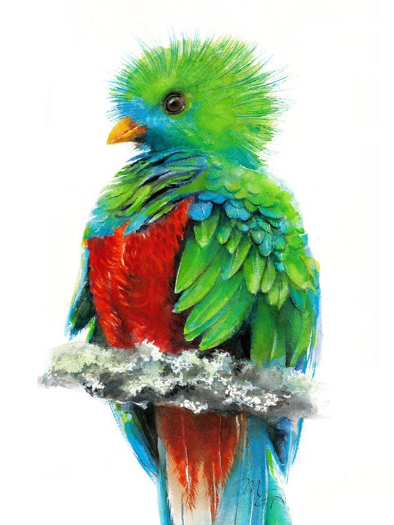 Quetzal Bird Painting