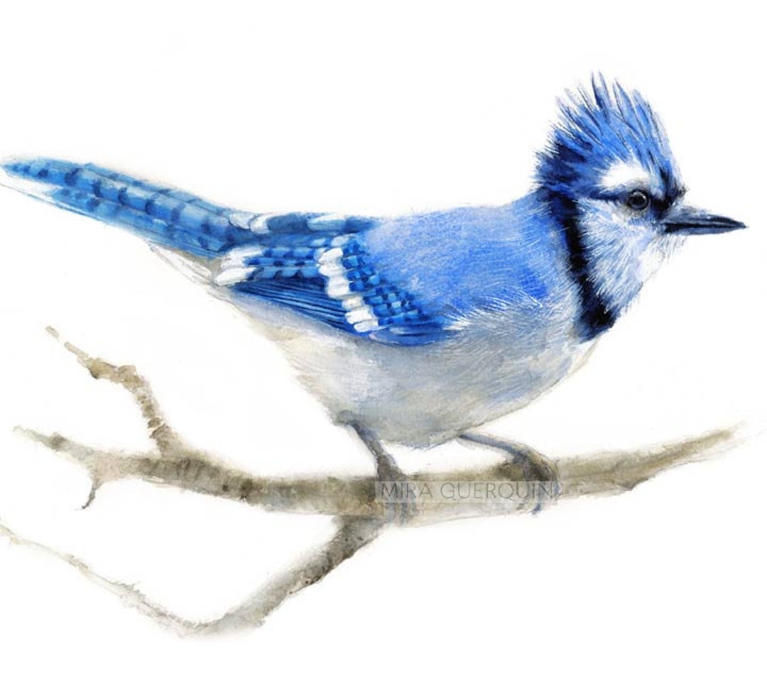 Blue Jay Watercolor Art Print 13x19 Blue Bird Art Nature - Etsy