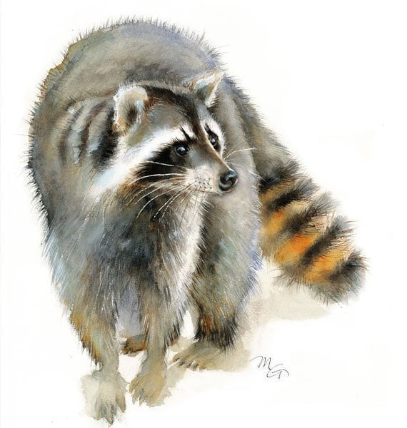 Raccoon watercolor Raccoon Painting Art Print Home Wall | Etsy