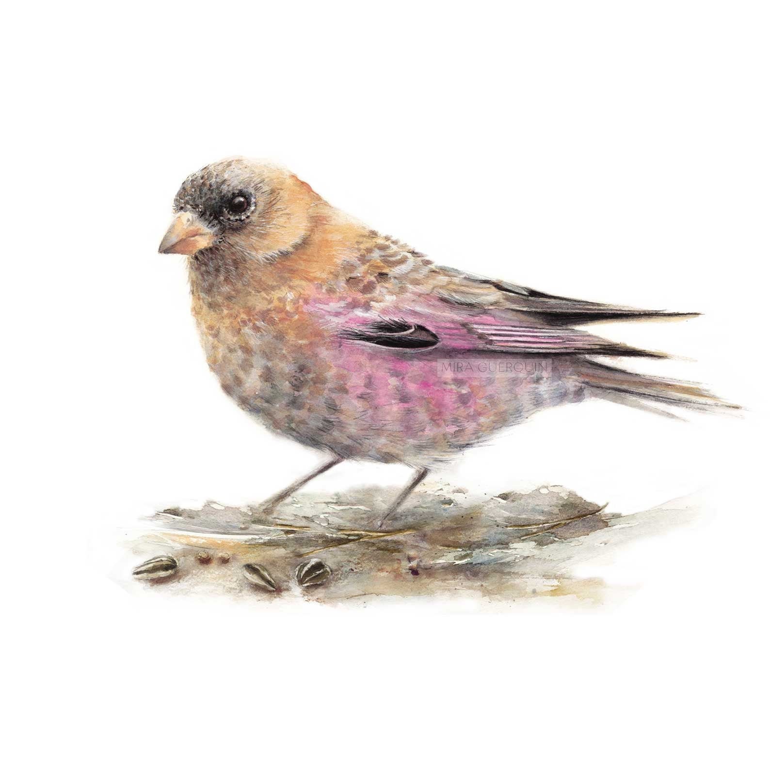Rosy Finch Giclee Print of Watercolor Painting. - Etsy