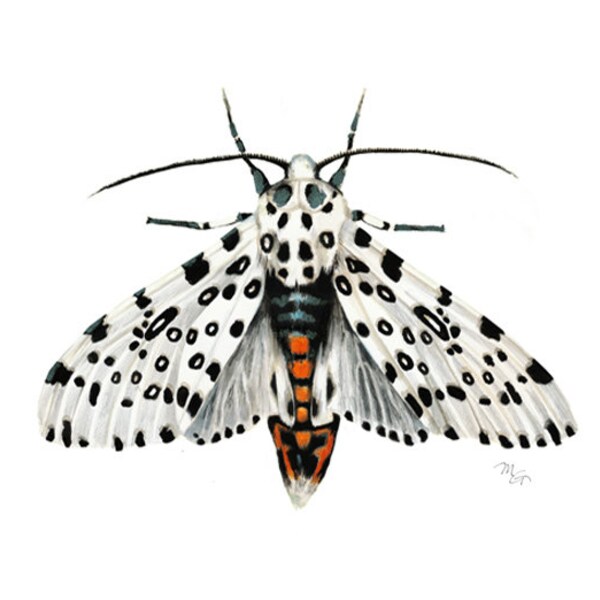 Leopard Moth - Etsy