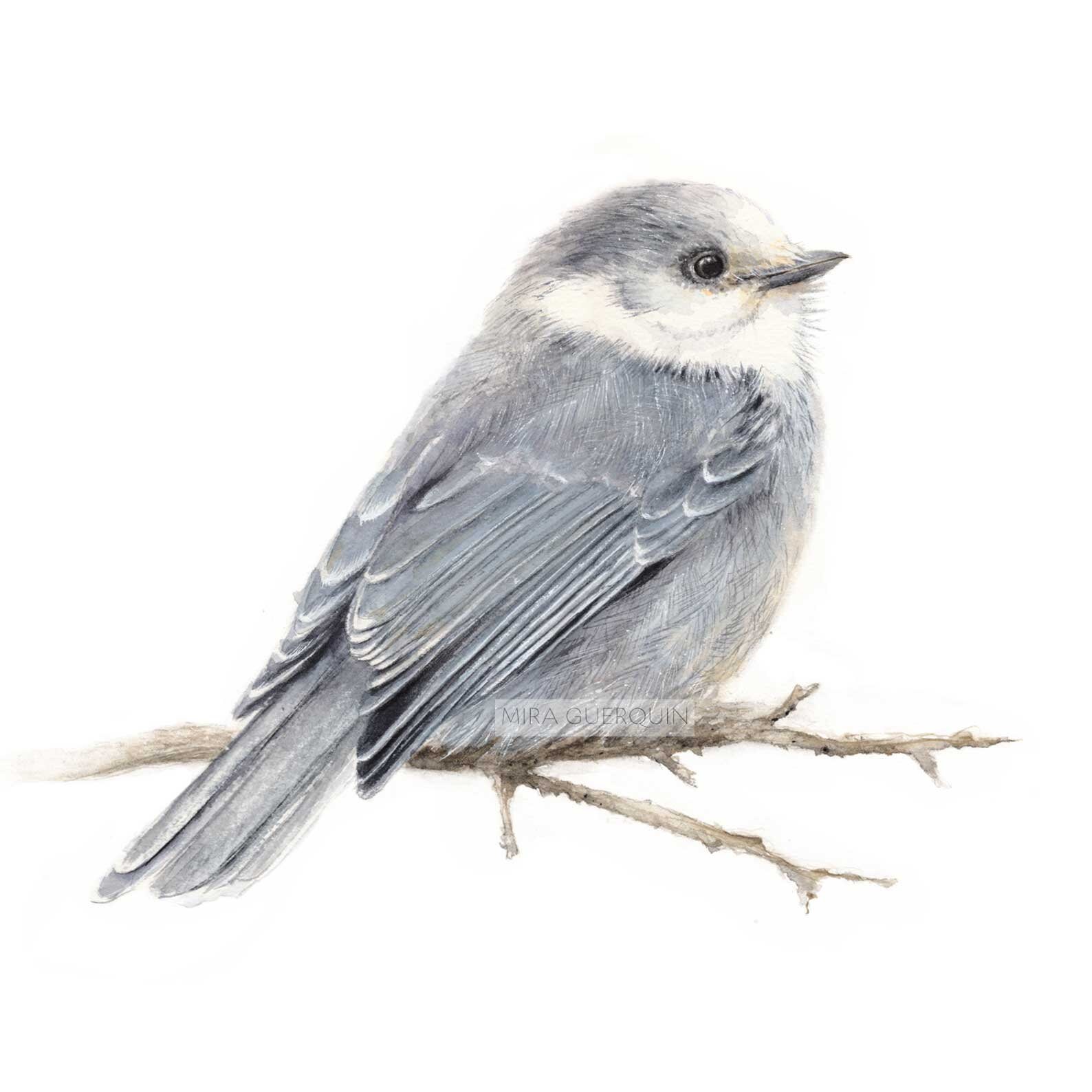 Gray Jay Bird