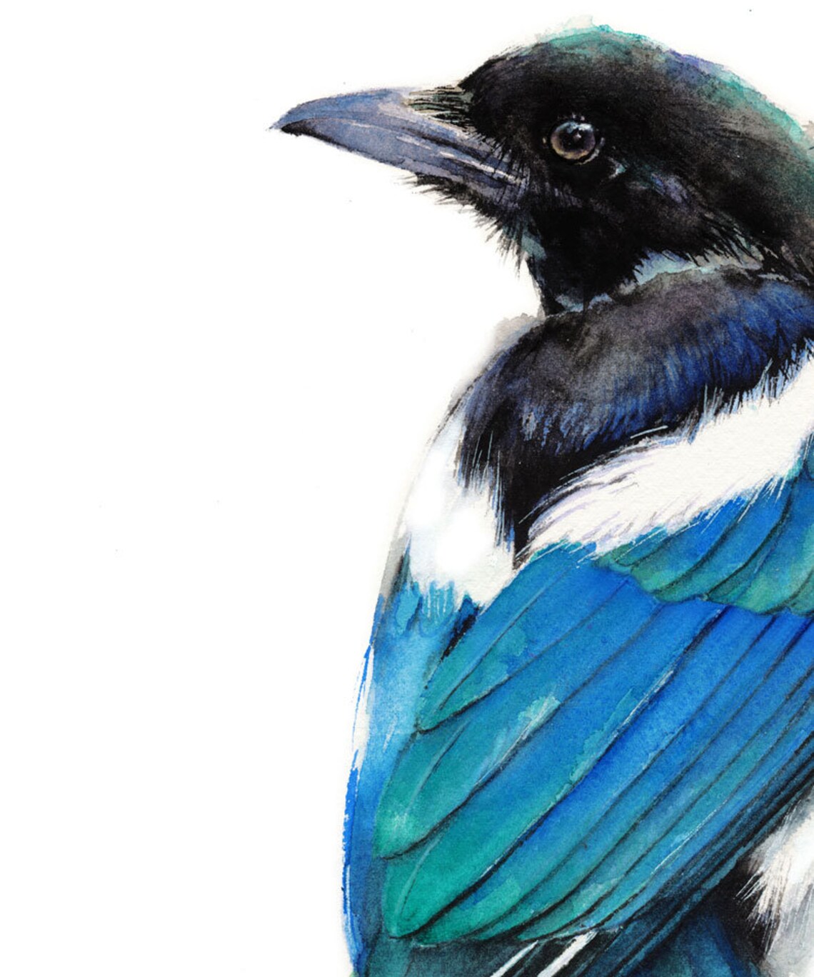 Magpie Art Print Watercolor Giclee Print. Black-billed | Etsy