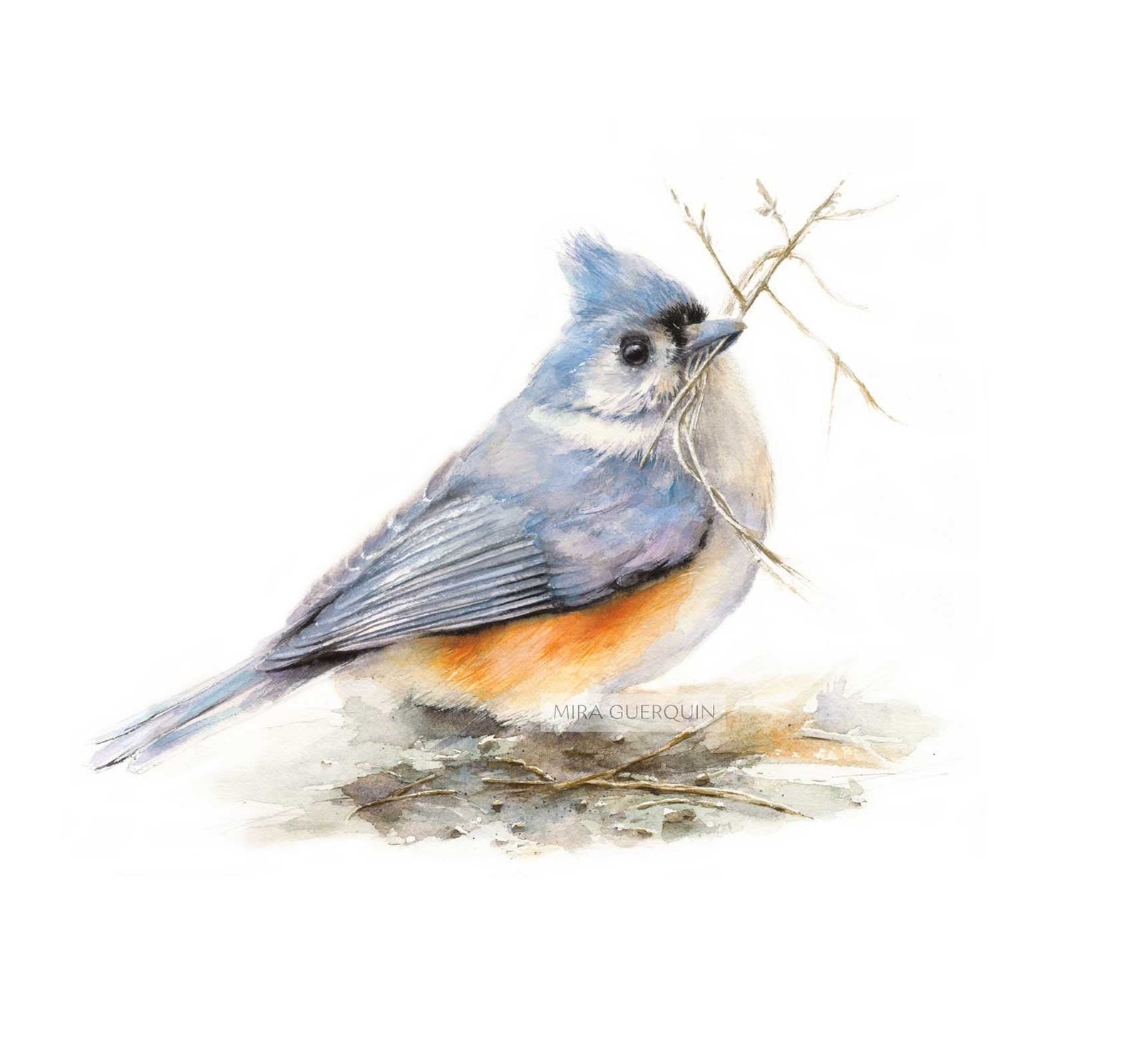 Tufted Titmouse Giclee Print of Watercolor Painting. Bird - Etsy