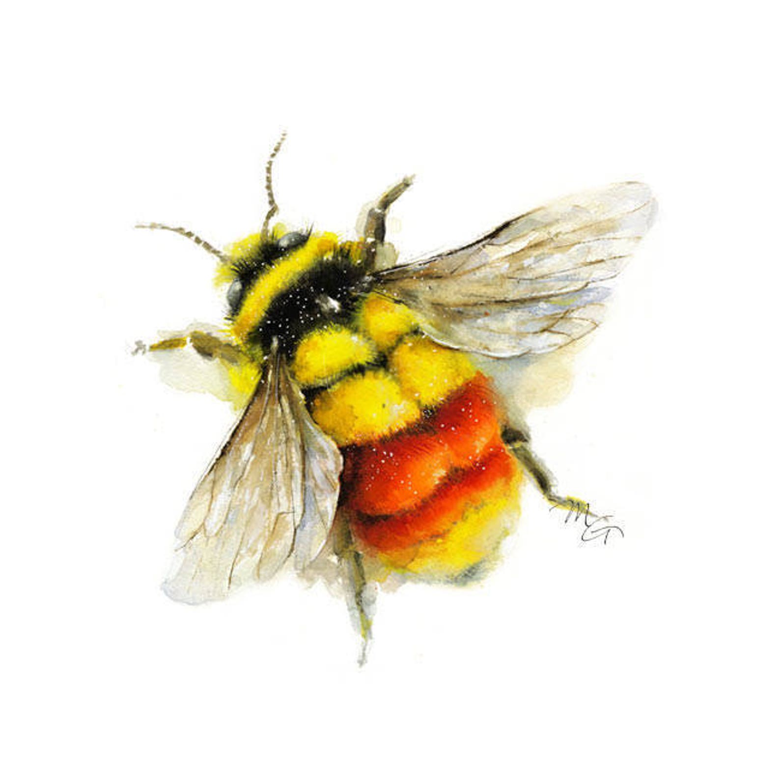 Tri-colored Bumble Bee watercolor Giclee Print Flying bee | Etsy