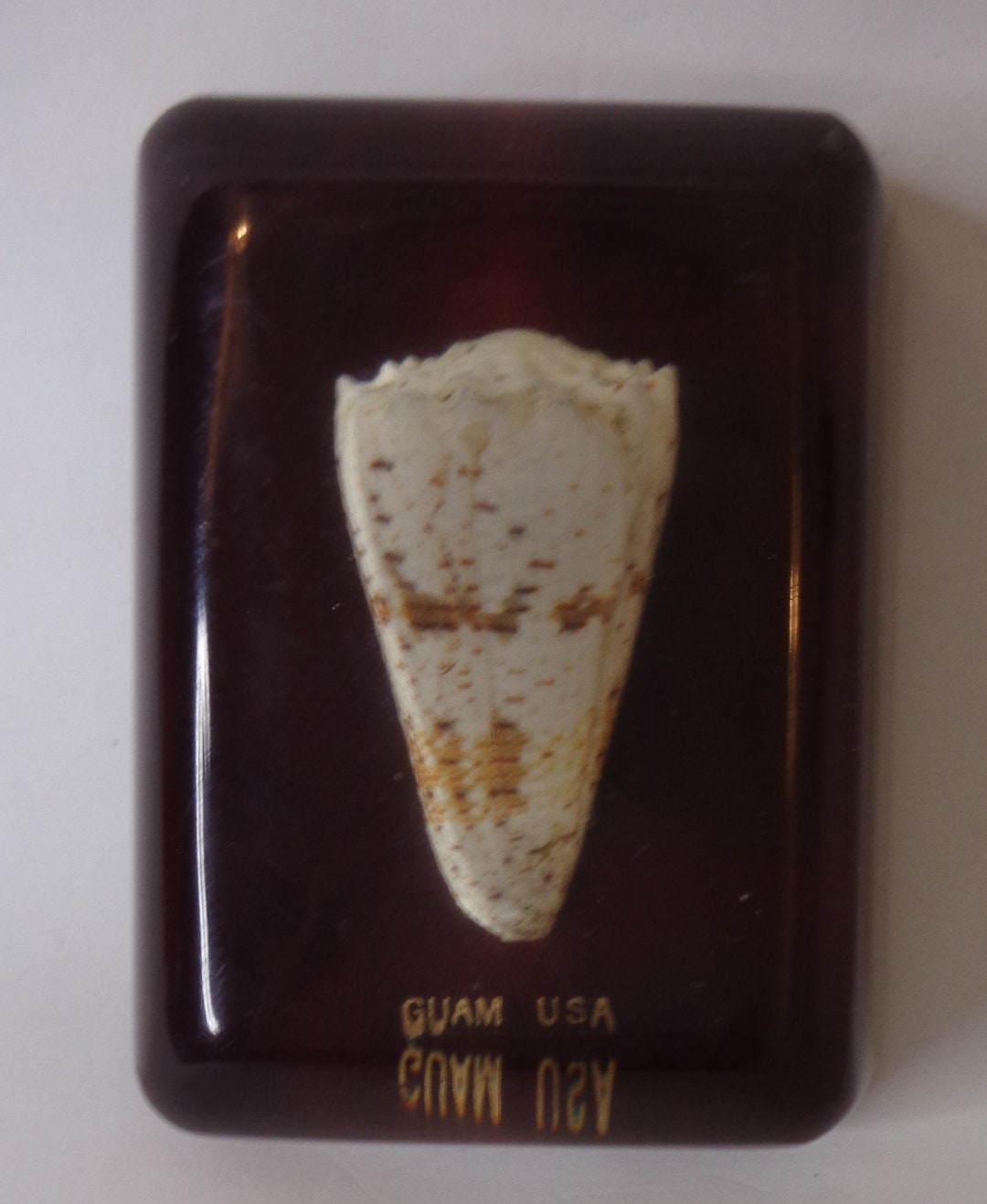 Guam USA Vintage Cone Shell Acrylic Paperweight 3 1/2 X - Etsy