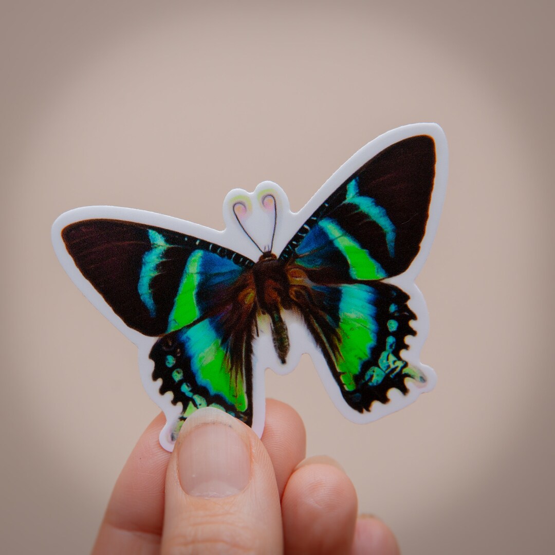 Moth Sticker/ Alcides Orontes/ Vinyl Sticker - Etsy