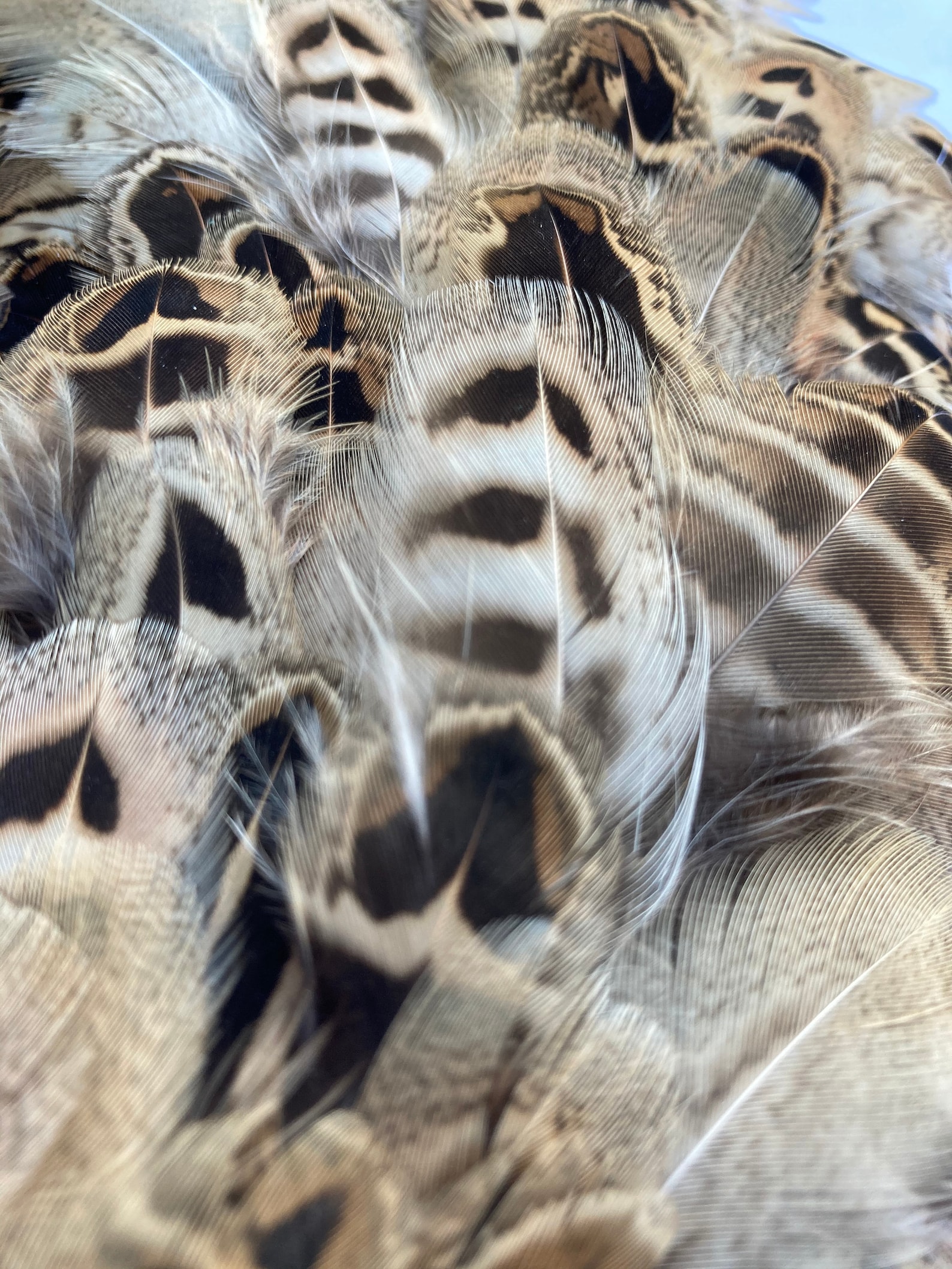 PLUCKING FABULOUS Hen Pheasant Feather Wreath - Decorative Natural ...