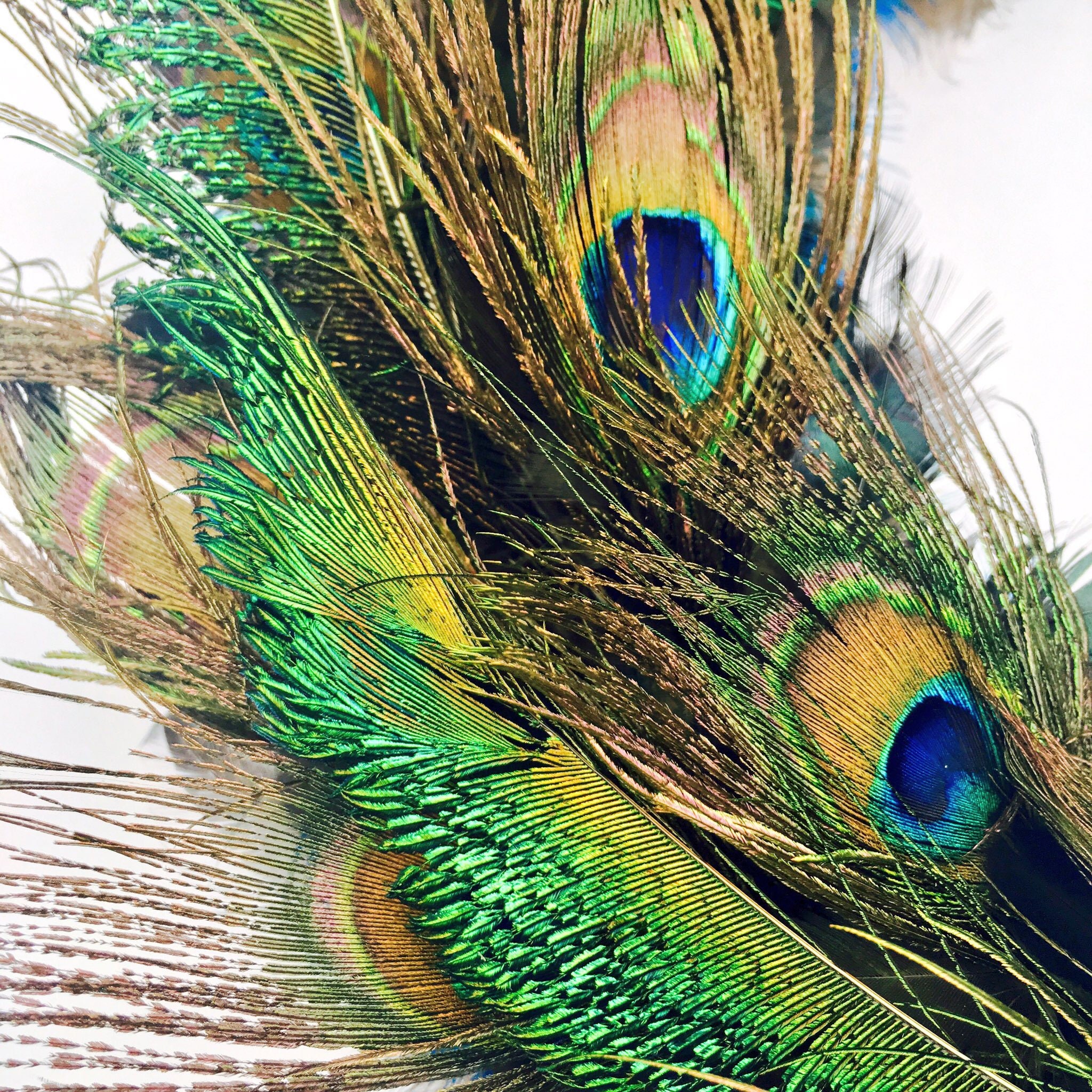 PLUCKING FABULOUS Peacock Feather Wreath decorative natural | Etsy