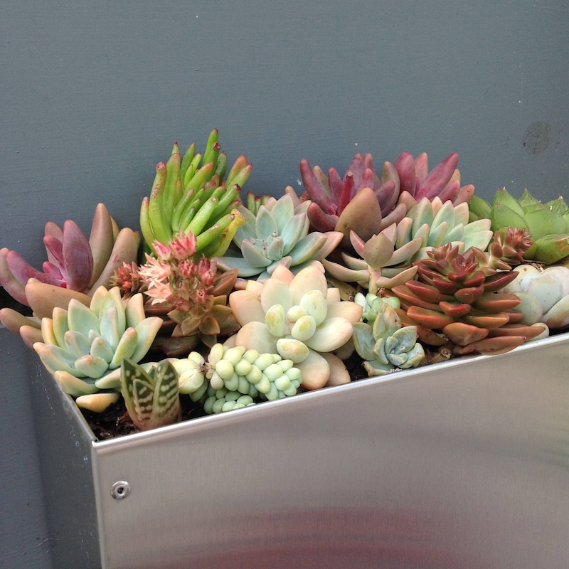 Metal Hanging Mcm Planter - Etsy
