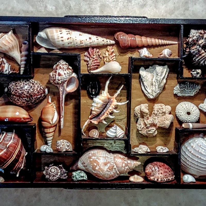 Seashell Display Box - Etsy