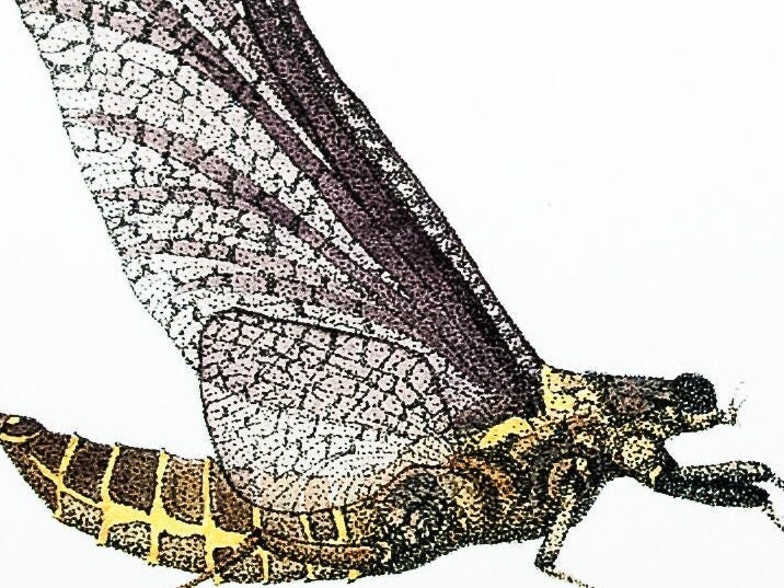 Western Green Drake Mayfly Watercolor/pen & Ink Illustration - Open ...