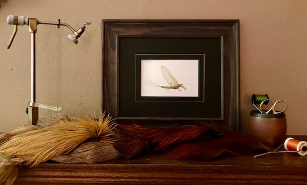 Pale Morning Dun Mayfly Watercolor/pen & Ink Illustration - Open ...