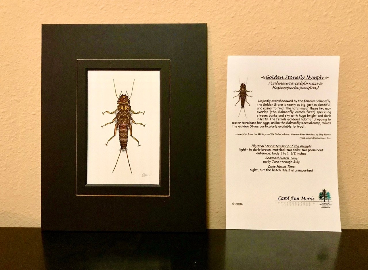 Golden Stone Nymph Watercolor/pen & Ink Illustration - Open Edition ...