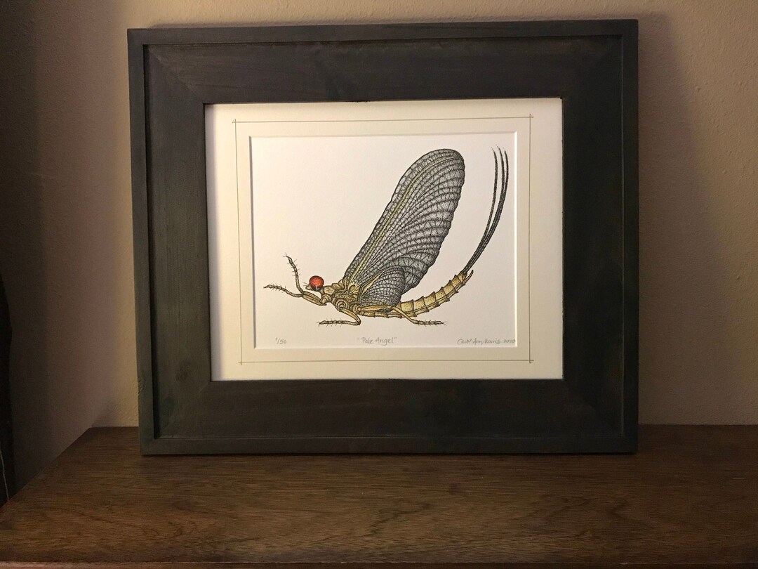 Pale Angel (pale Morning Dun Mayfly) - Limited-edition of 50 Prints - Etsy