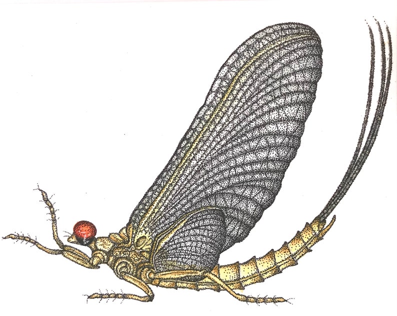 Pale Angel (pale Morning Dun Mayfly) - Limited-edition of 50 Prints - Etsy