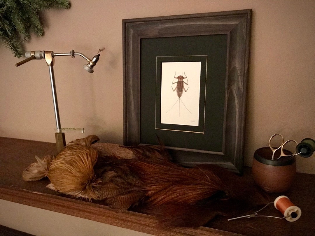 Western March Brown Mayfly Nymph Watercolor/pen & Ink Illustration ...