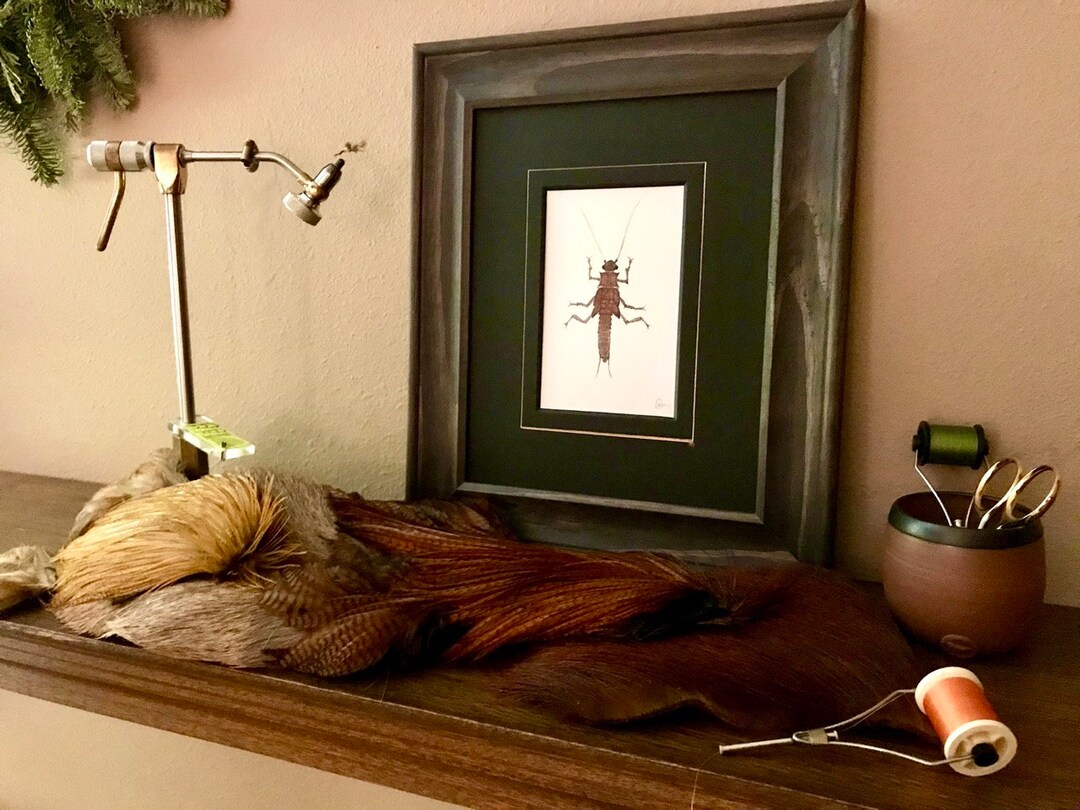 Salmonfly Nymph Watercolor/pen & Ink Illustration - Open Edition Giclee ...