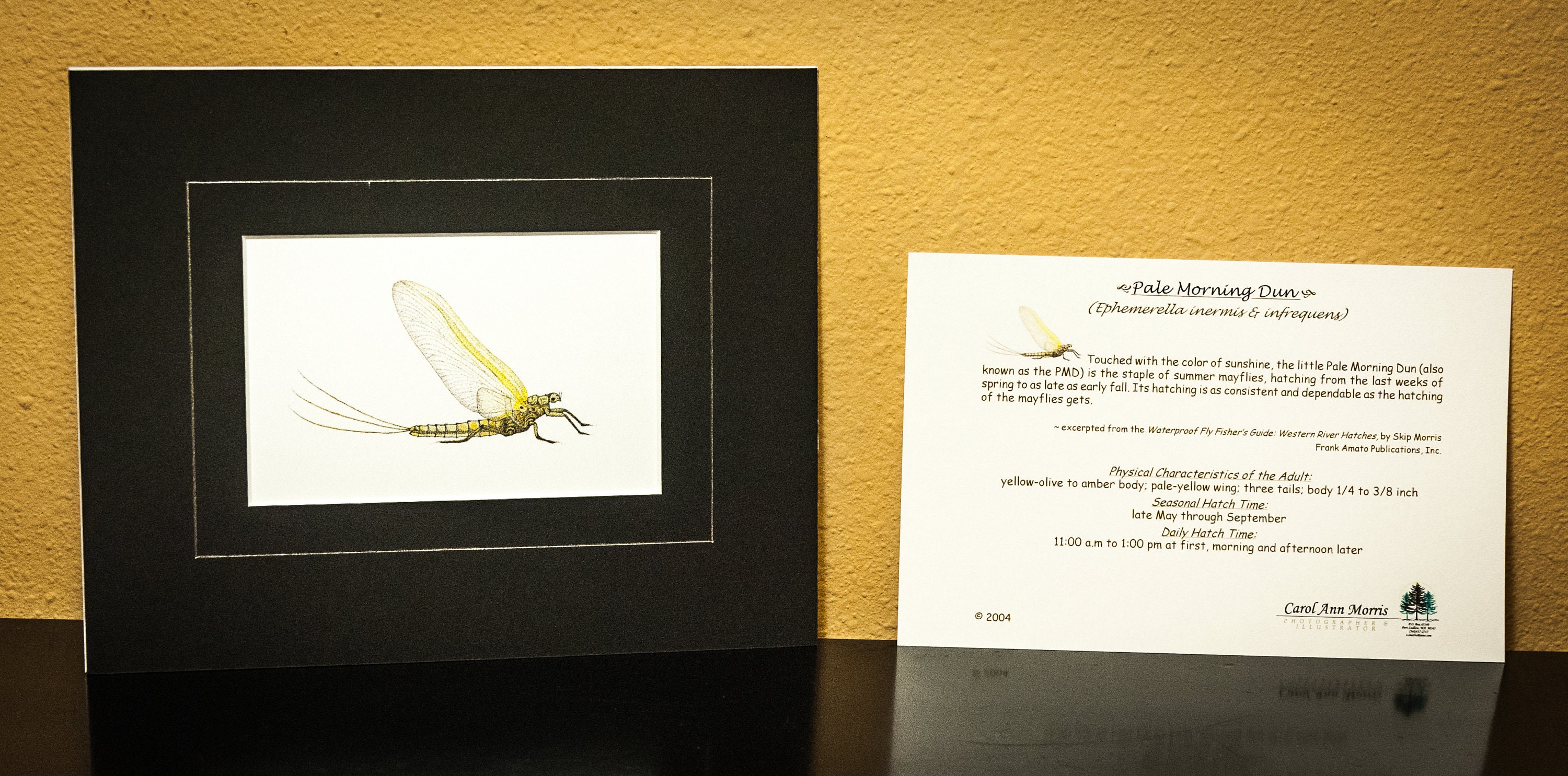 Pale Morning Dun Mayfly Watercolor/pen & Ink Illustration - Open ...