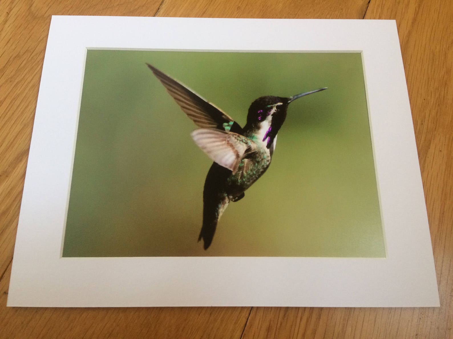 Hummingbird in Flight Wildlife Photo Print 8 X - Etsy