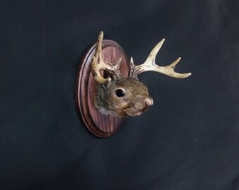 Taxidermy Squirrel - Etsy