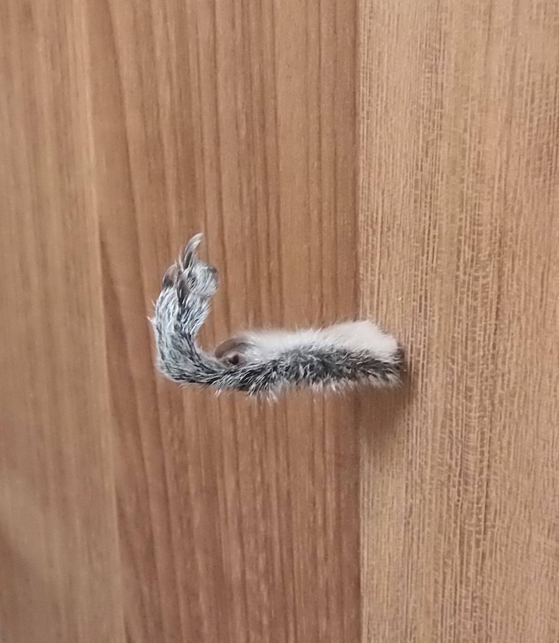 Squirrel Foot Key Holder Jewelry Holder Hook - Etsy